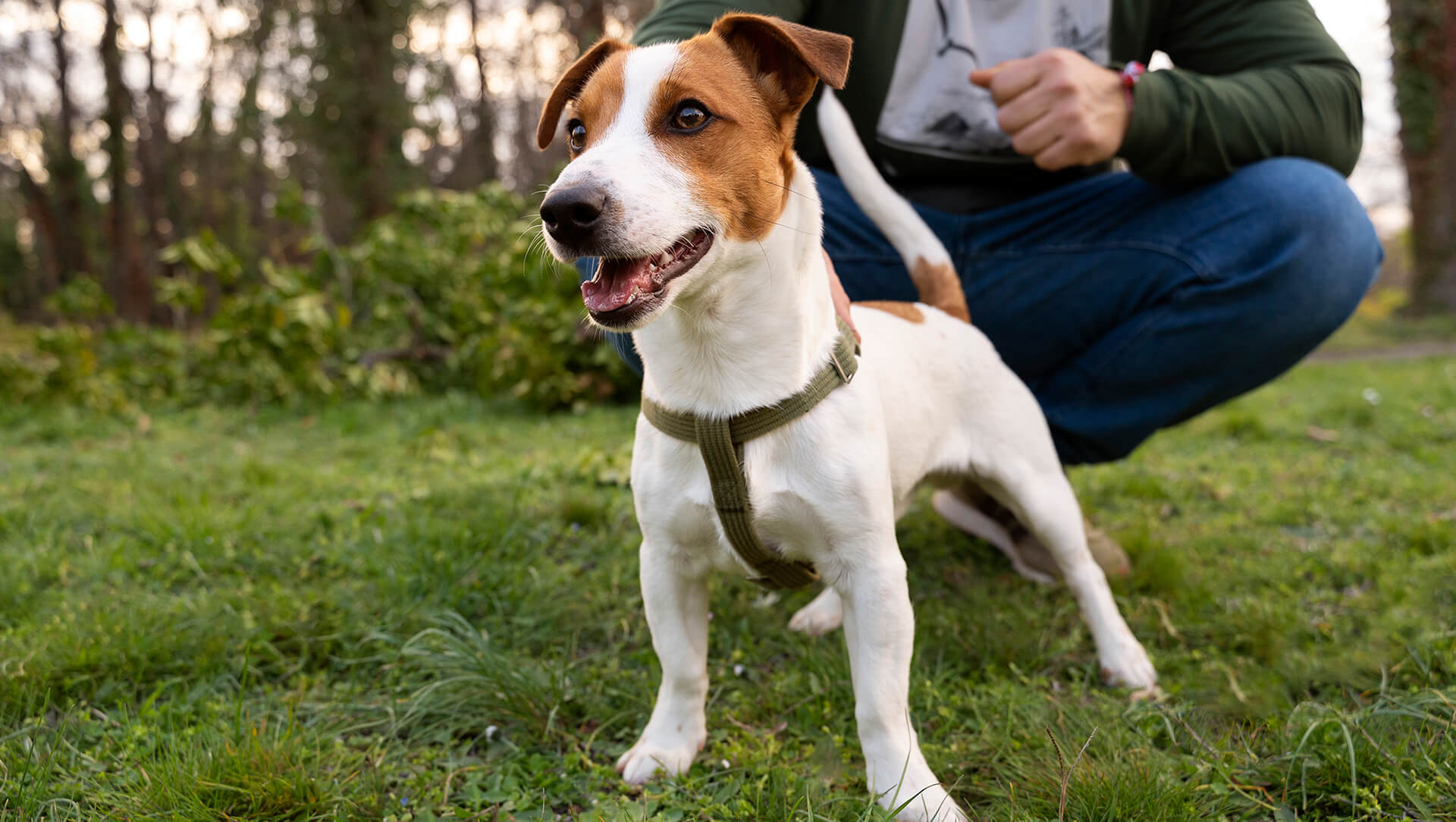 Addestramento Cane da Riporto: 5 Consigli per neofiti