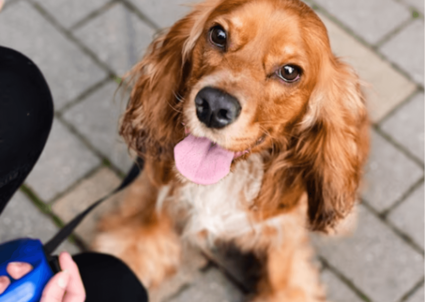 Come addestrare un cocker al riporto? | Magazine CEF
