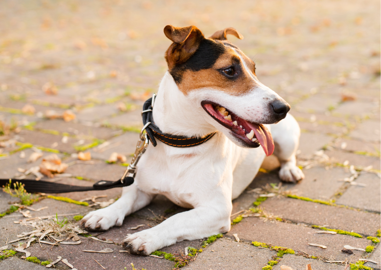 Come insegnare al cane a fare i bisogni fuori e non in casa?