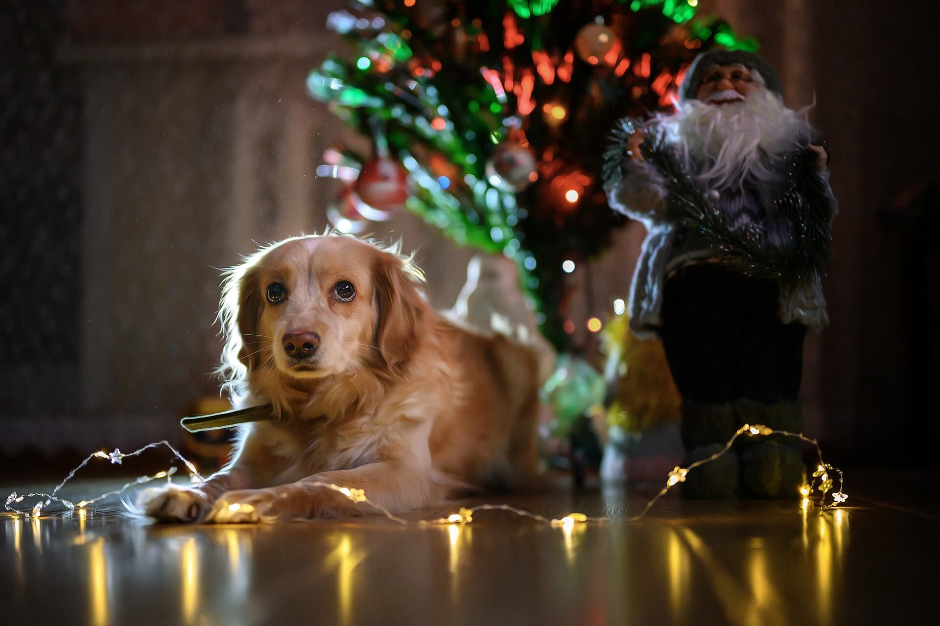Come abituare il cane all'albero di Natale? | Magazine CEF